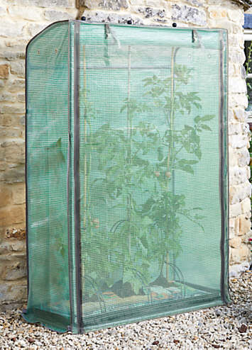 Smart Garden Tomato Grozone | bonprix